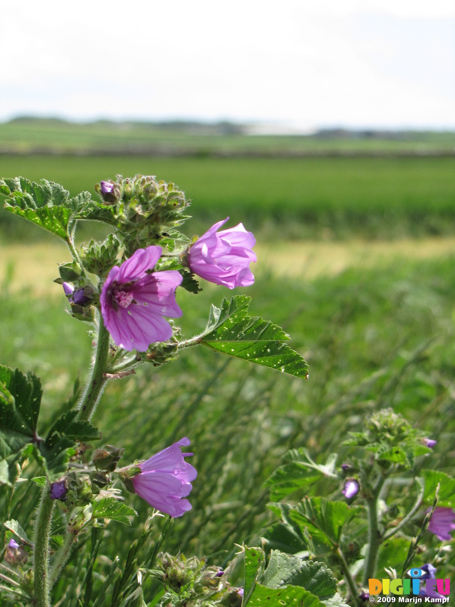 Picture SX06680 Close up of single flower of Common Mallow (Malva ...