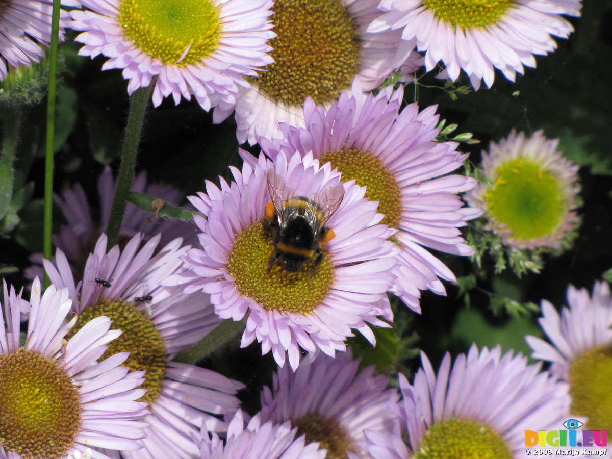 Picture SX06909 Bumble bee (Bombus lucorum) on Aster dumosis Apollo ...
