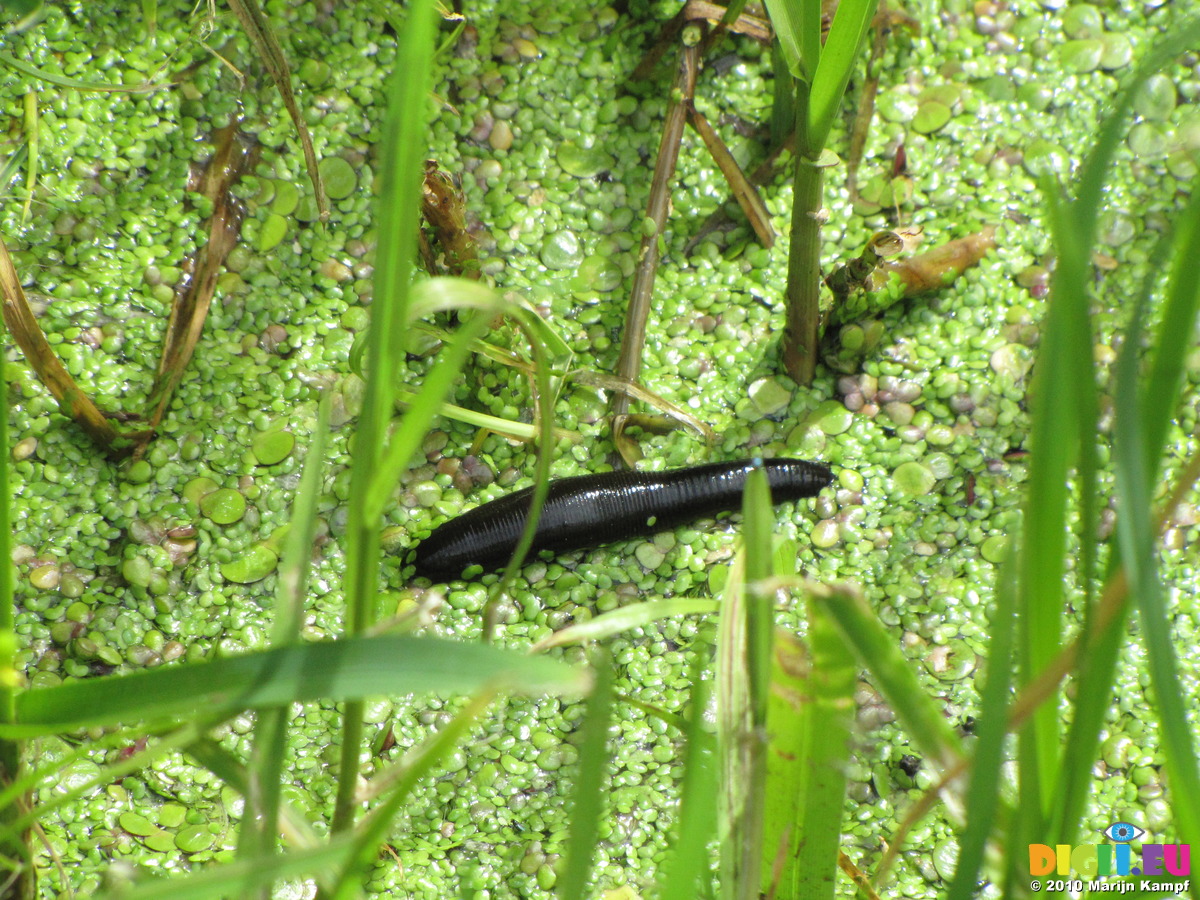 Picture SX15220 Black worm crawling over duckweed (Pelophylax ...