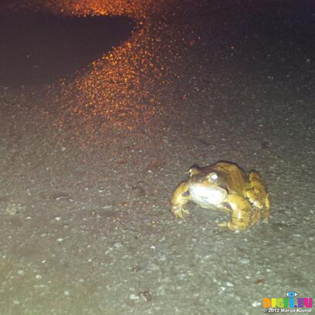 Picture 20120124_172111-1 Hypno-toad | 20120124 Hypno toad | Photo by ...