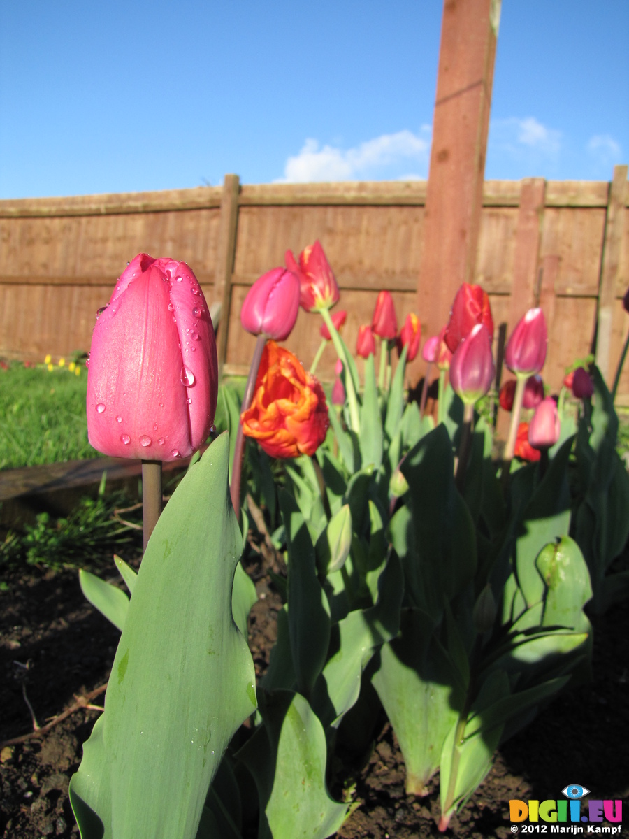Picture SX21967 Red tulip in back garden | 20120410 Tulips in the back ...