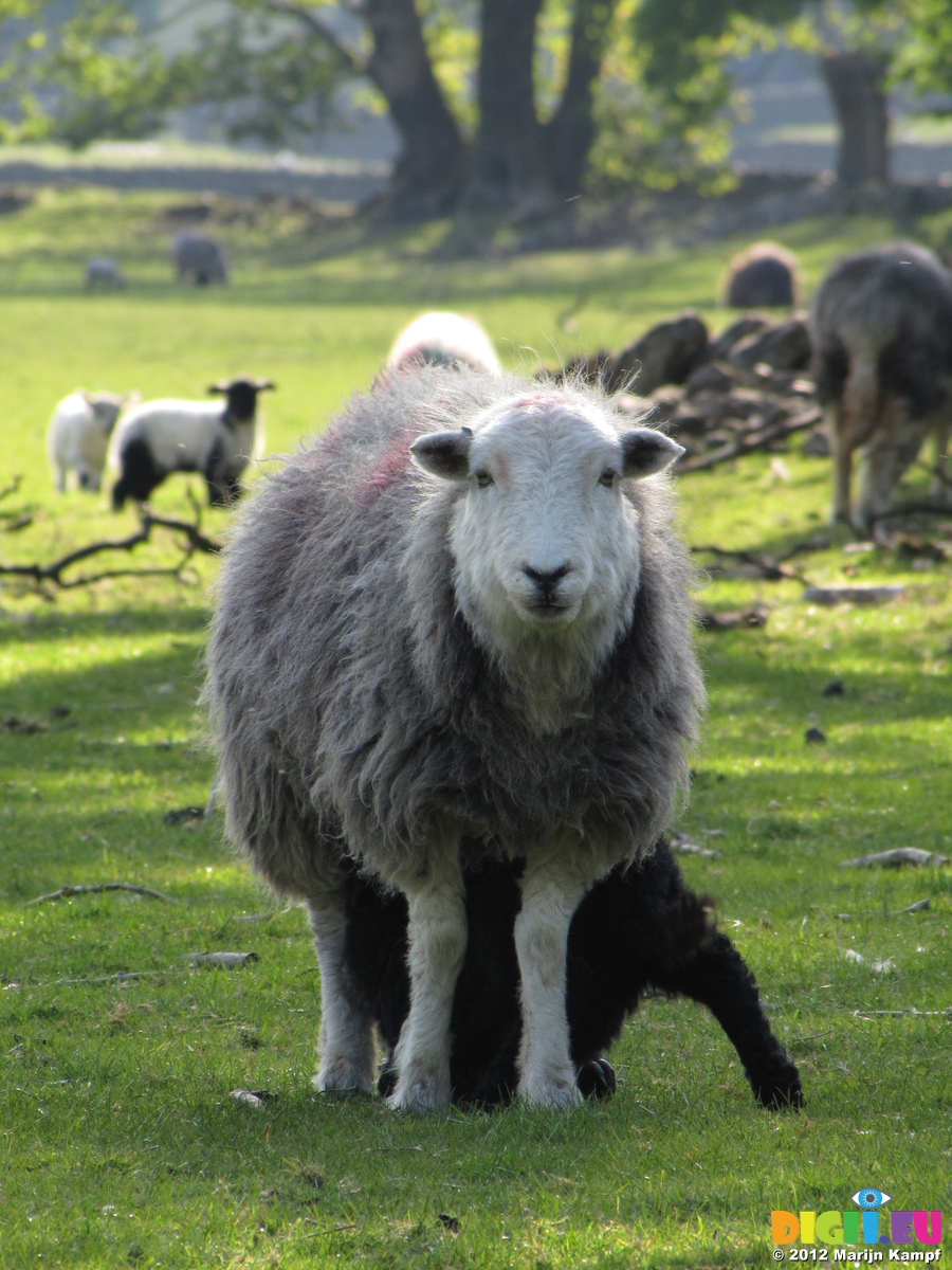 Picture SX22153 Lamb and sheep at campervan on Langdale Campsite, Lake ...