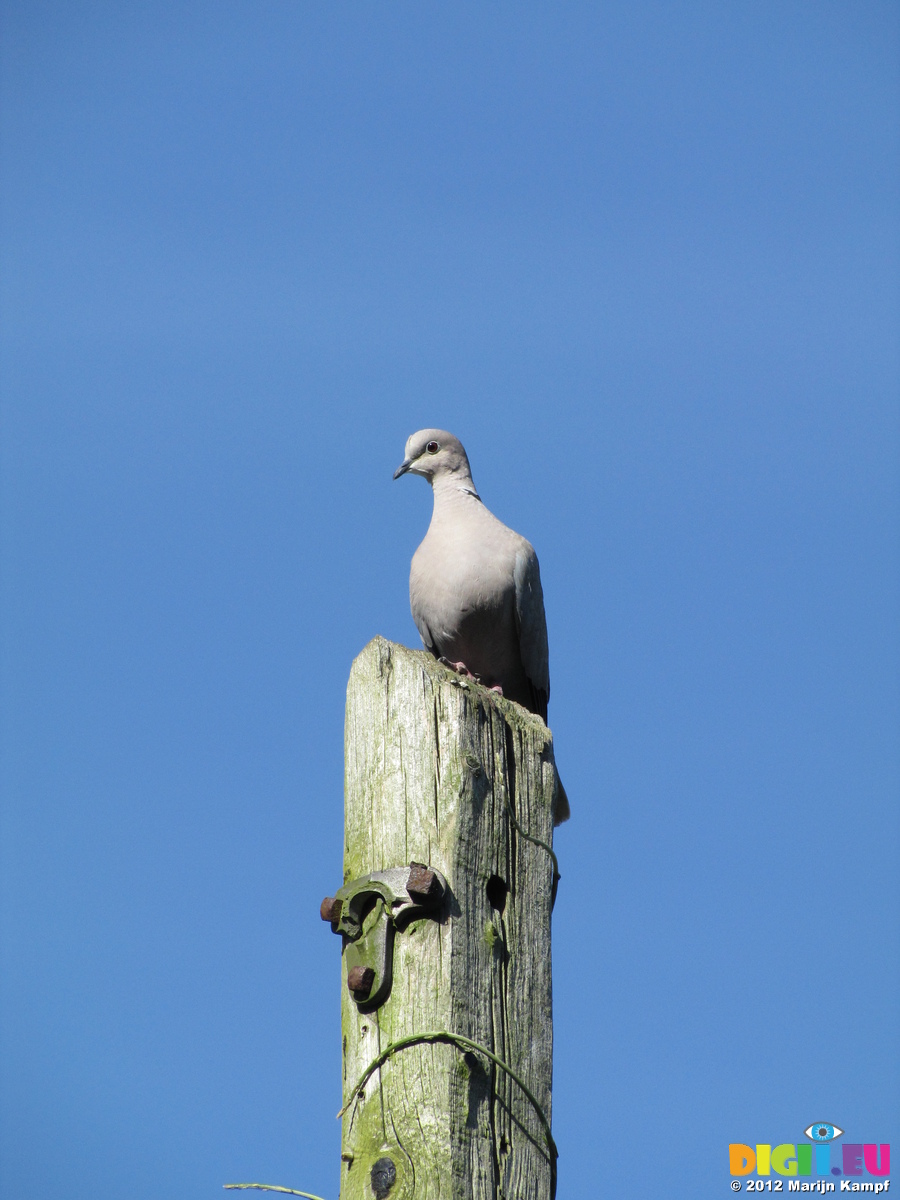 Picture SX22820 Collared Dove (Streptopelia decaocto) on pole ...