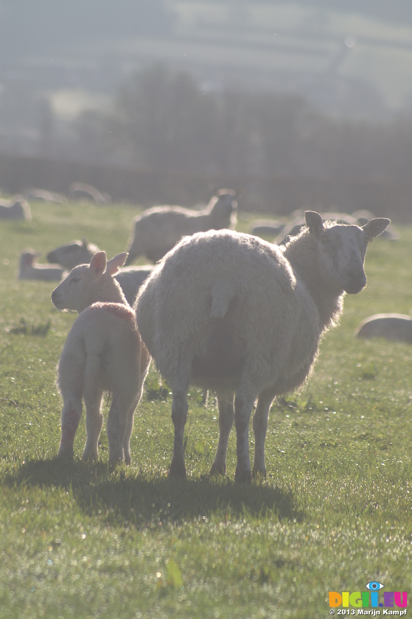 Picture D7D00416 Stream flowing through tree trunk | 20130426-27 Builth ...