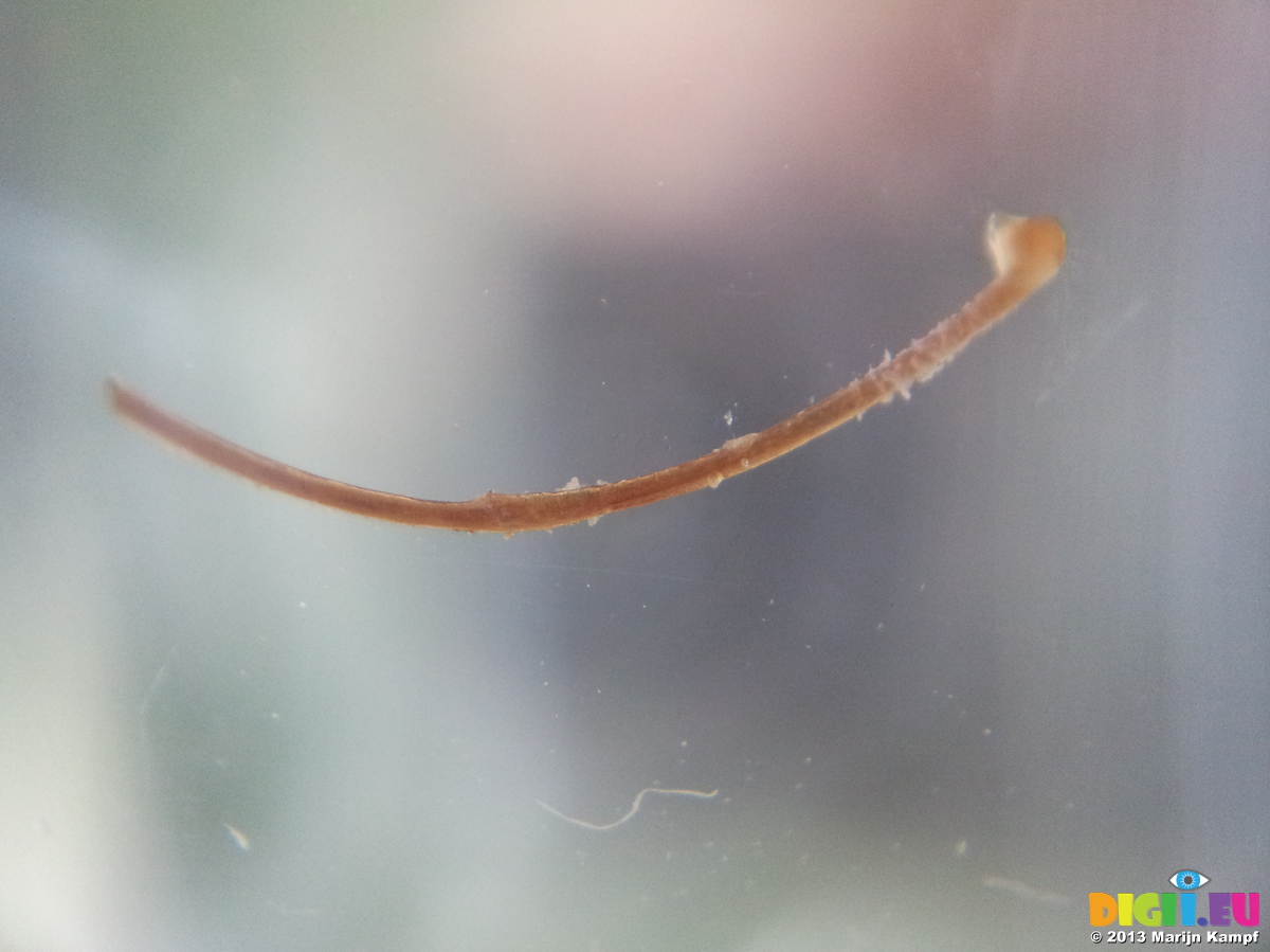 Picture 20131103_090742 Beard hair bulb | 20131102-03 DIY Smart Phone ...