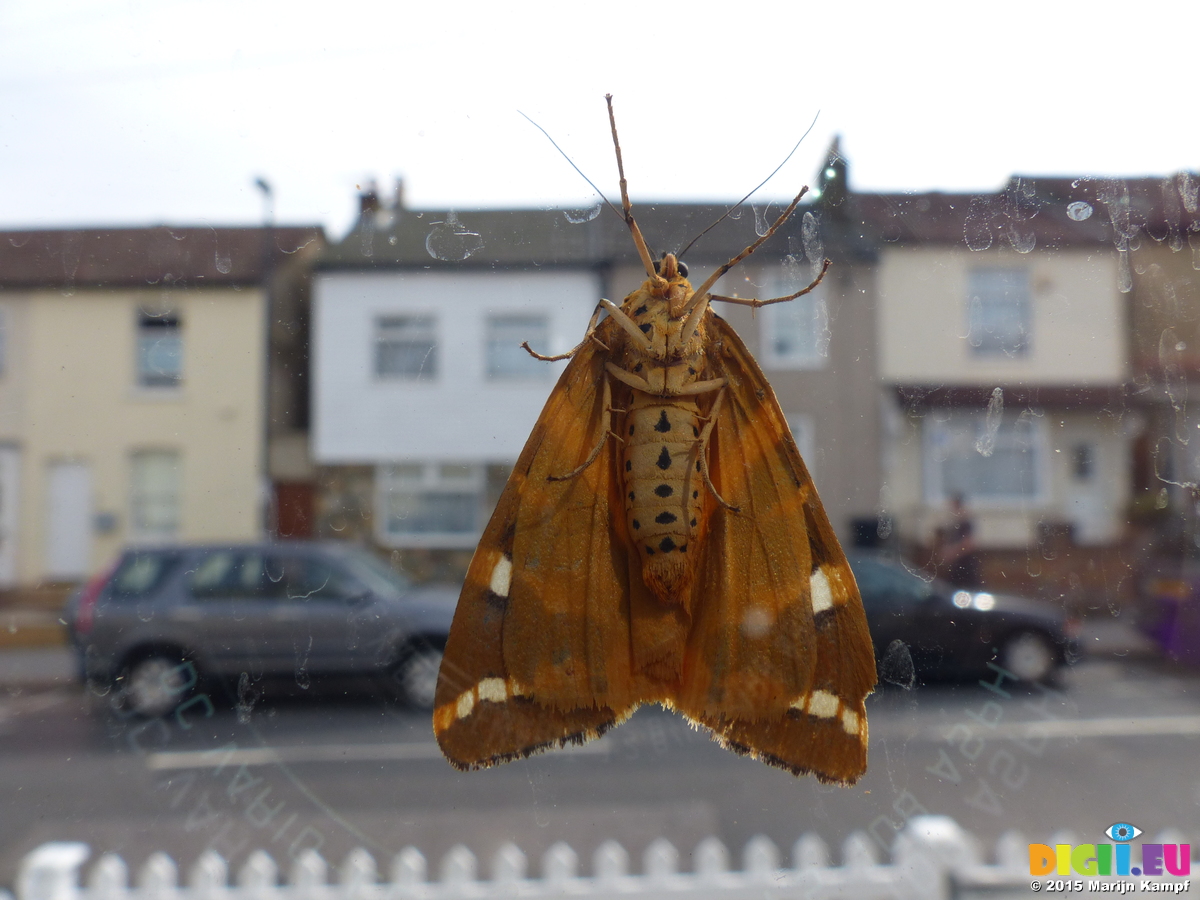 Picture FZ019108 Moth on window | 20150801 Moth on window | Photo by ...