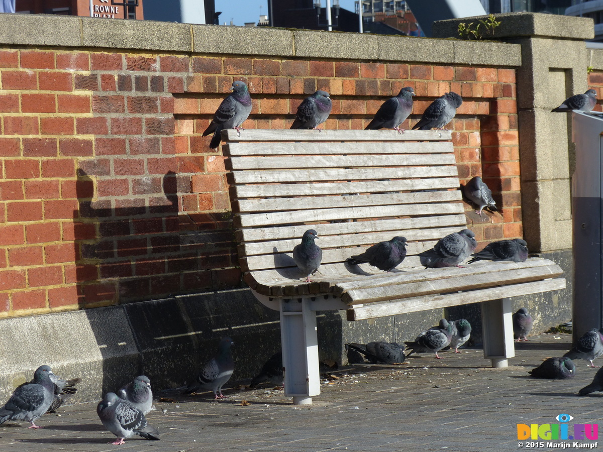Picture FZ024072 Pigeons on bench | 20151021-22 Liverpool for Reel Big ...